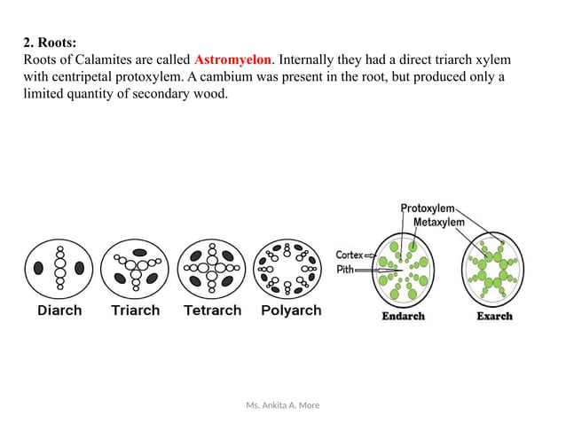 Paleobotany Calamites,Lyginopteris, Pentoxylon, Lepidodendron.pptx ...