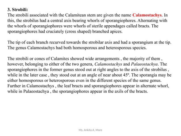 Paleobotany Calamites,Lyginopteris, Pentoxylon, Lepidodendron.pptx ...