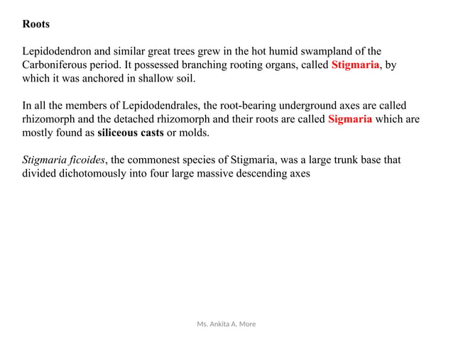 Paleobotany Calamites,Lyginopteris, Pentoxylon, Lepidodendron.pptx ...