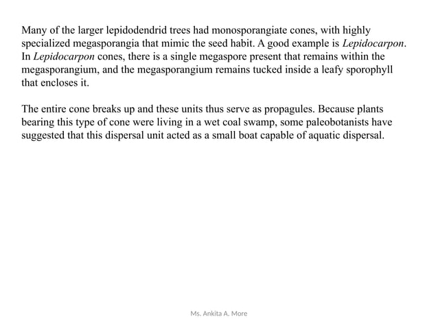 Paleobotany Calamites,Lyginopteris, Pentoxylon, Lepidodendron.pptx ...