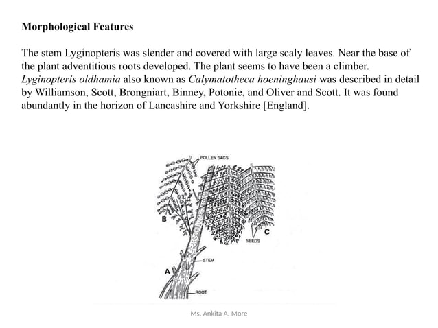 Paleobotany Calamites,Lyginopteris, Pentoxylon, Lepidodendron.pptx ...