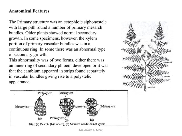 Paleobotany Calamites,Lyginopteris, Pentoxylon, Lepidodendron.pptx ...