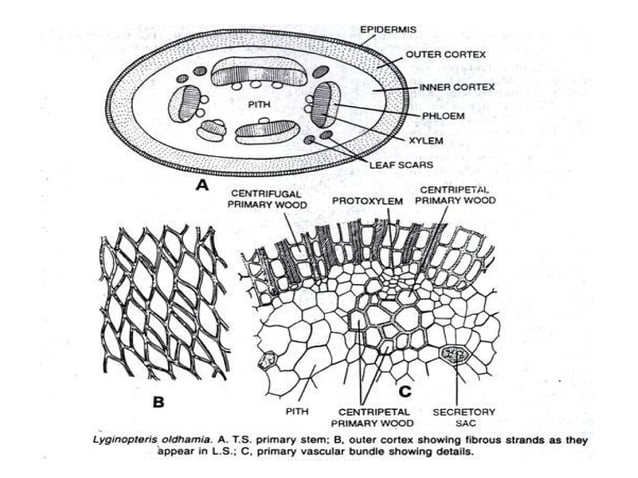Paleobotany Calamites,Lyginopteris, Pentoxylon, Lepidodendron.pptx ...