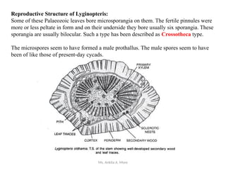 Paleobotany Calamites,Lyginopteris, Pentoxylon, Lepidodendron.pptx