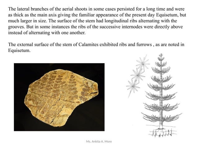 Paleobotany Calamites,Lyginopteris, Pentoxylon, Lepidodendron.pptx ...