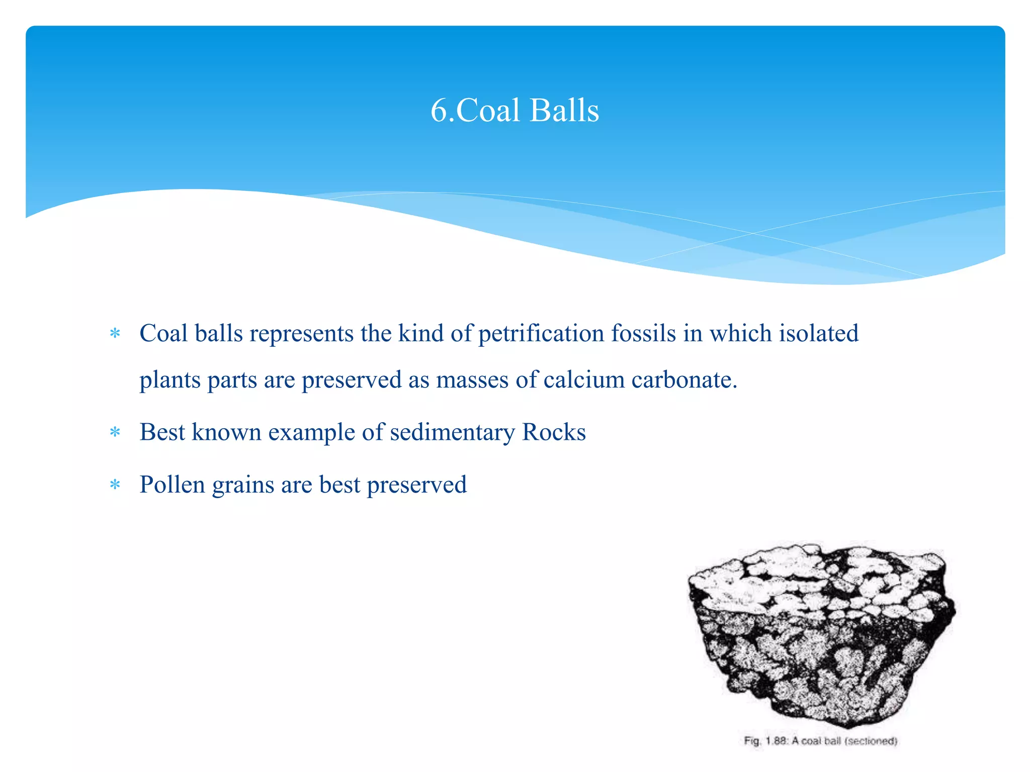 Paleobotany for B.Sc III(Botany-Semester III) As per the syllabus of S ...