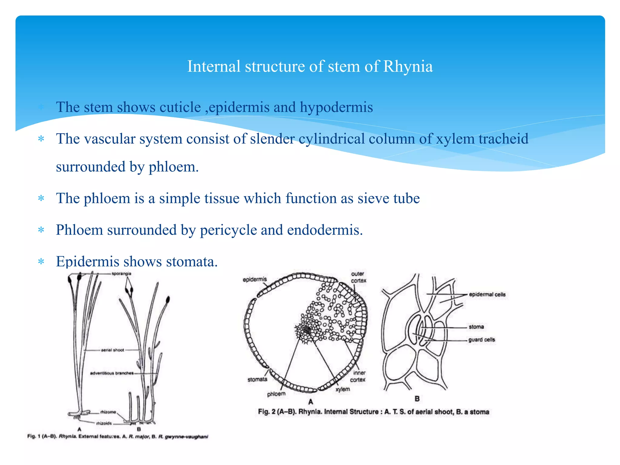 Paleobotany for B.Sc III(Botany-Semester III) As per the syllabus of S ...