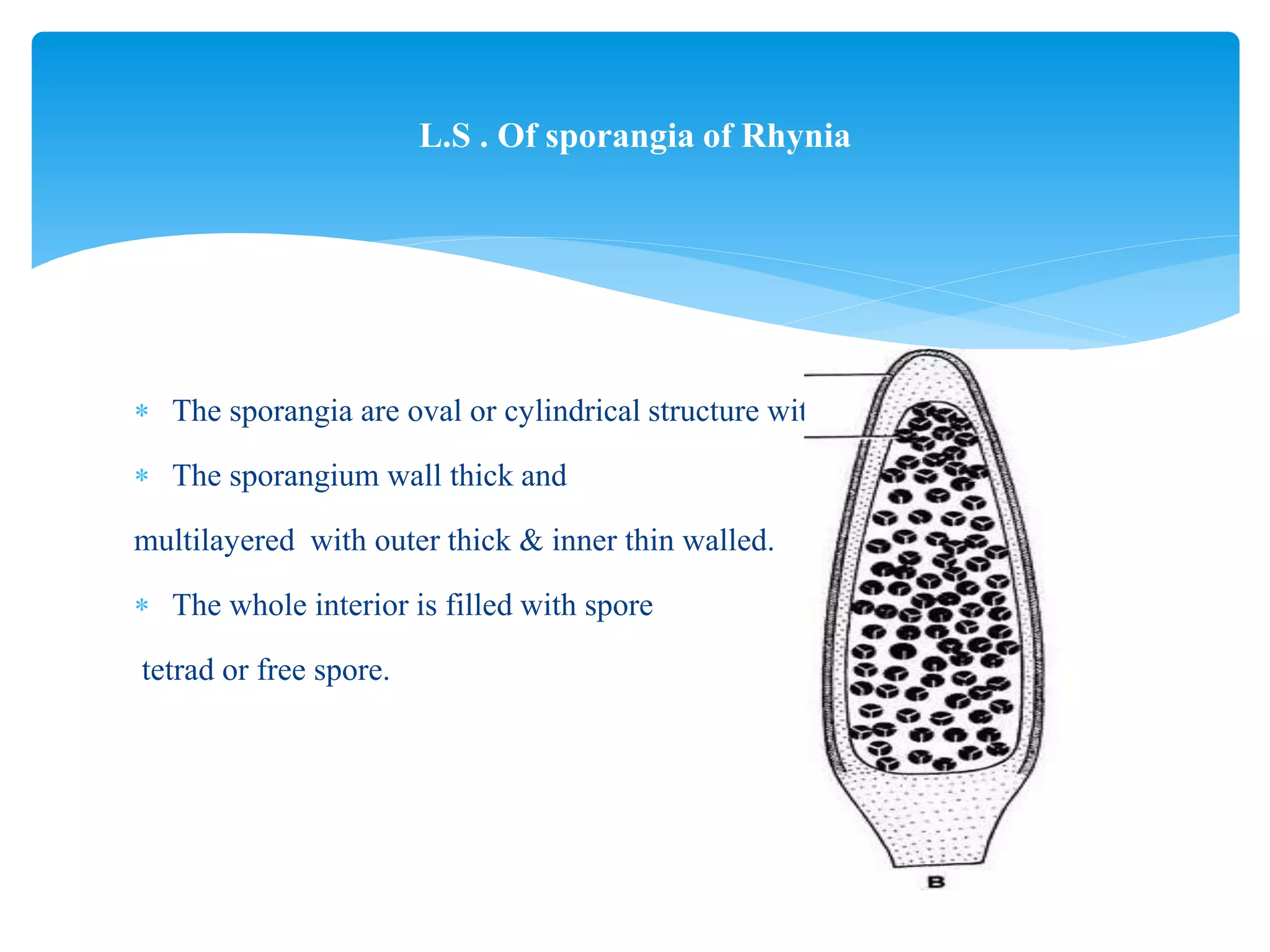 Paleobotany for B.Sc III(Botany-Semester III) As per the syllabus of S ...