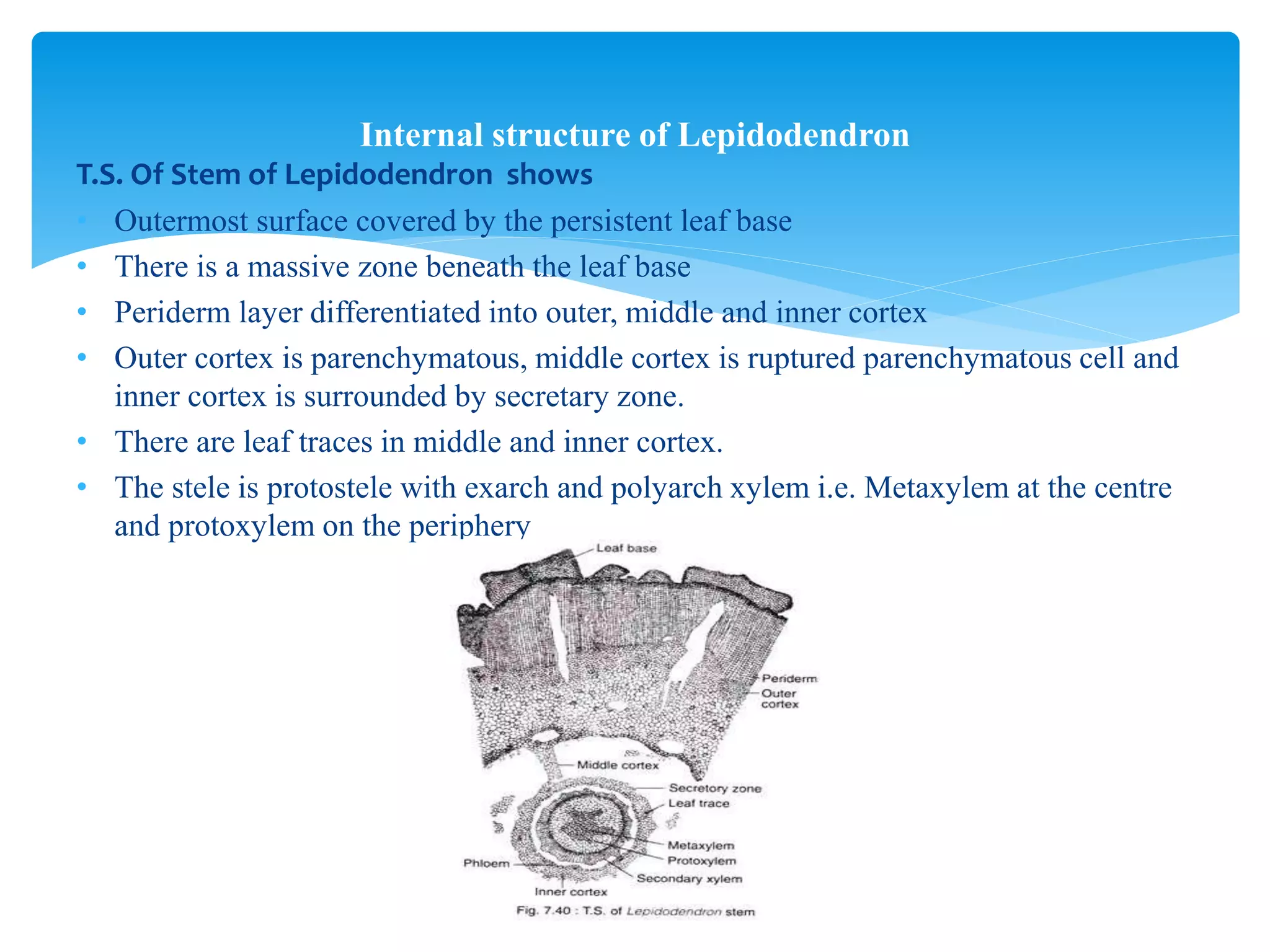 Paleobotany for B.Sc III(Botany-Semester III) As per the syllabus of S ...
