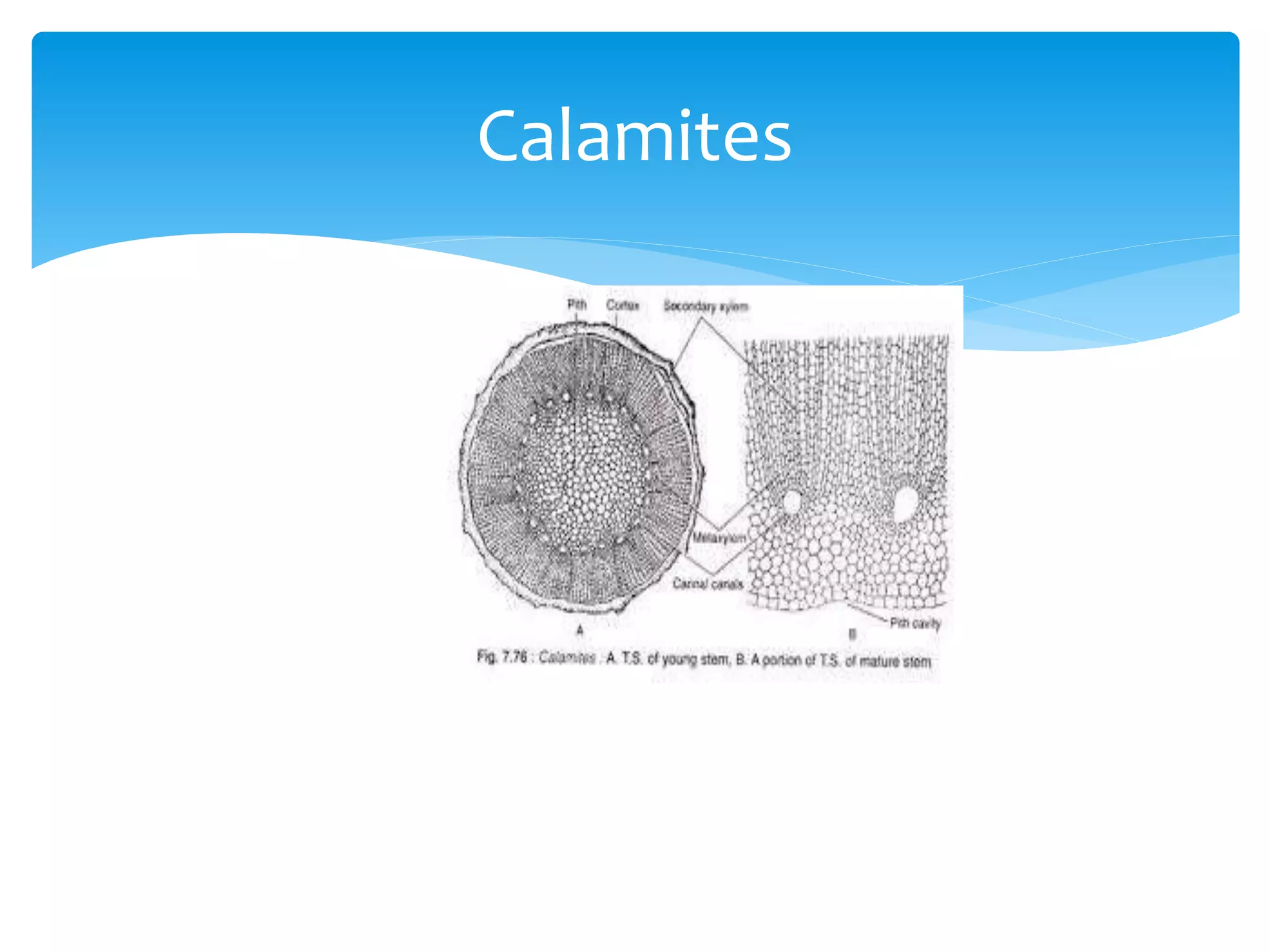 Paleobotany for B.Sc III(Botany-Semester III) As per the syllabus of S ...