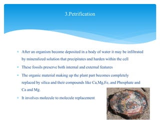 Paleobotany for B.Sc III(Botany-Semester III) As per the syllabus of S ...