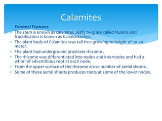 Paleobotany for B.Sc III(Botany-Semester III) As per the syllabus of S ...