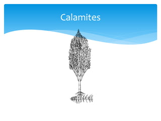 Paleobotany for B.Sc III(Botany-Semester III) As per the syllabus of S ...