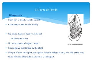 Paleobotany for B.Sc III(Botany-Semester III) As per the syllabus of S ...