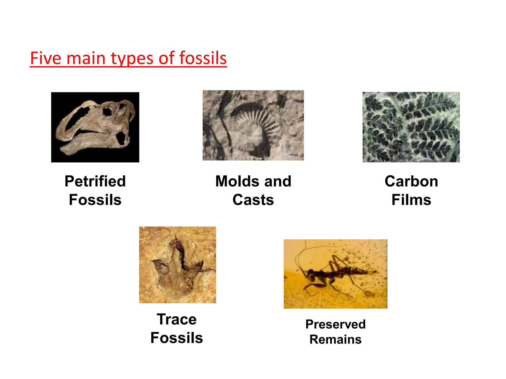 Paleobotany of angiosperms | PPT | Free Download