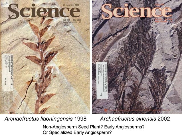 Paleobotany of angiosperms | PPTX
