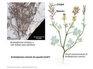 Paleobotany of angiosperms | PPTX