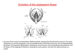Paleobotany of angiosperms | PPTX
