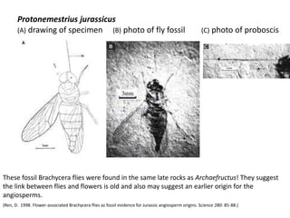 Paleobotany of angiosperms | PPTX