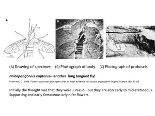 Paleobotany of angiosperms | PPTX