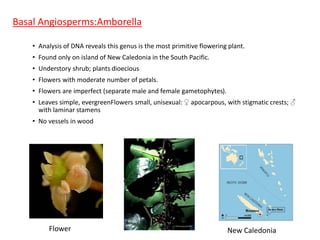 Paleobotany of angiosperms | PPTX