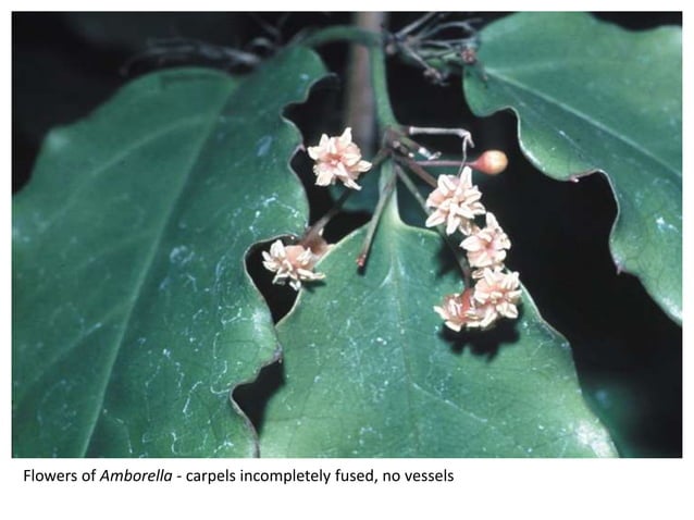 Paleobotany of angiosperms | PPTX