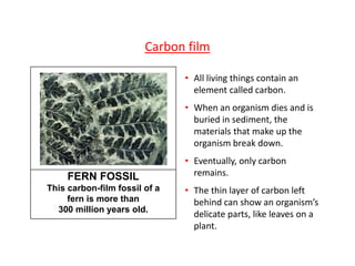 Paleobotany of angiosperms | PPTX
