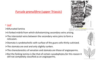 Paleobotany of angiosperms | PPTX