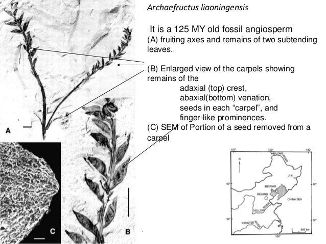 Paleobotany of angiosperms