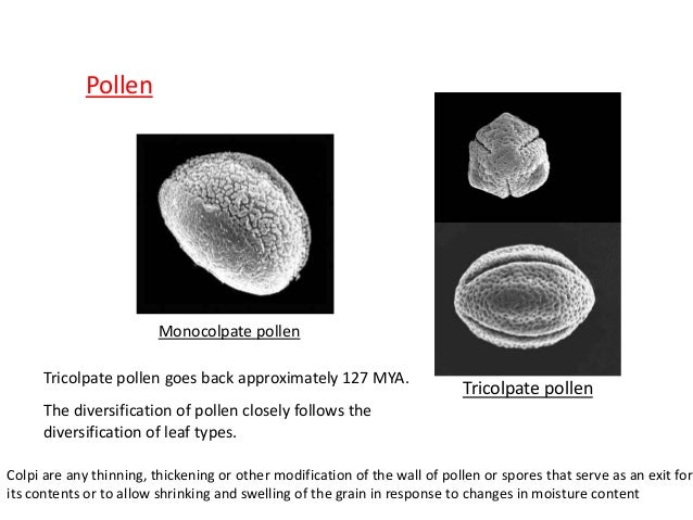 Paleobotany of angiosperms