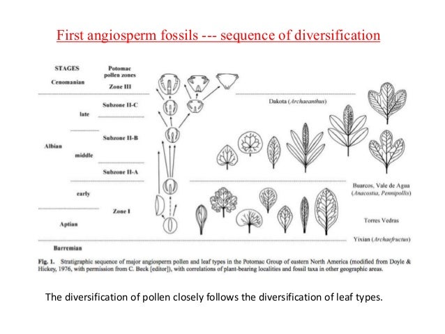 Paleobotany of angiosperms