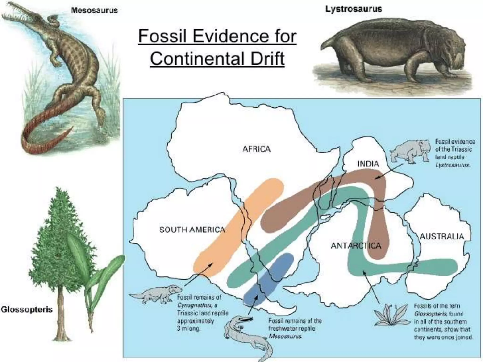 Continental drift theory and plate techtonics | PPTX