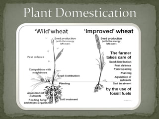 Paleolithic Era vs Neolithic Revolution | PPT
