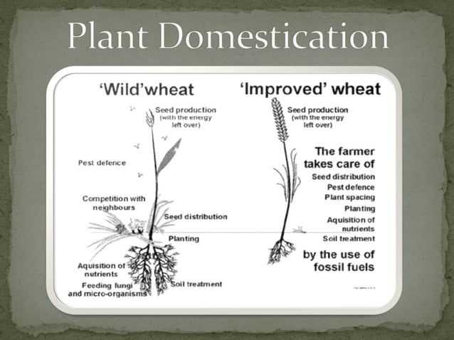 Paleolithic Era vs Neolithic Revolution | PPT