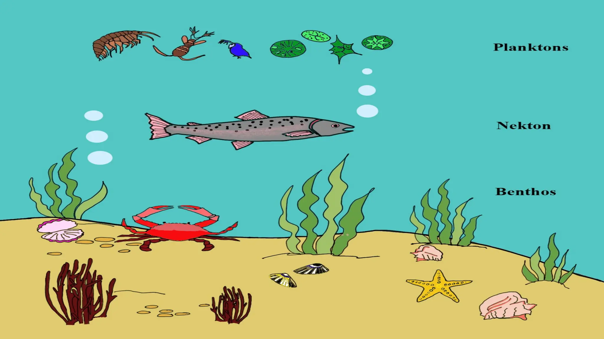 Paleontology Introduction types of fossils.pptx
