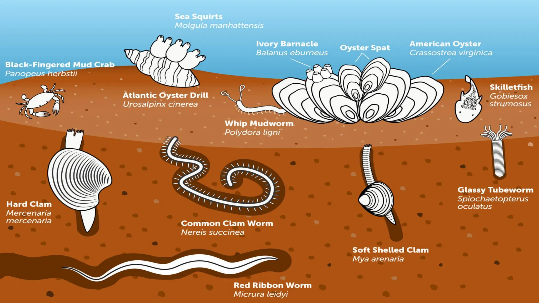 Paleontology Introduction types of fossils.pptx