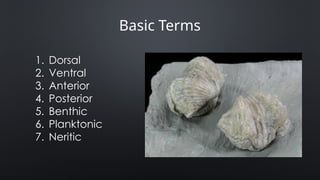 Paleontology Introduction types of fossils.pptx