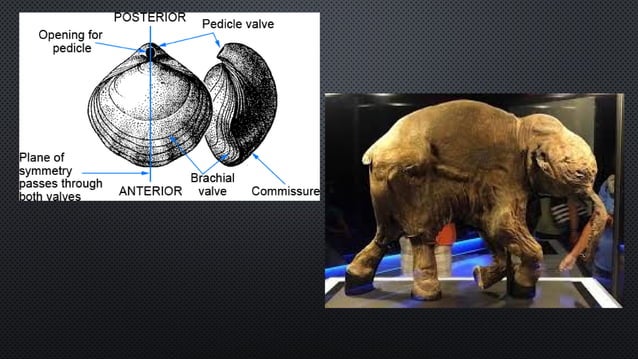 Paleontology Introduction types of fossils.pptx