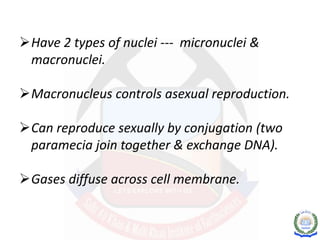 Phylum protozoa | PPTX