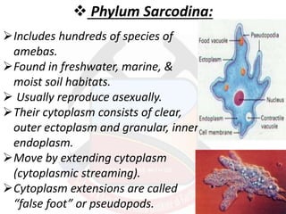 Phylum protozoa | PPTX
