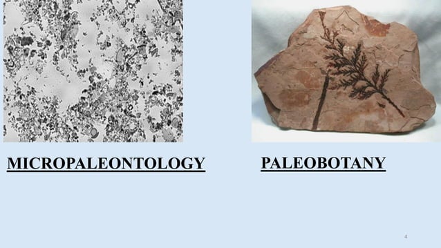 Paleontology, types & uses of fossils | PDF | Geology | Science
