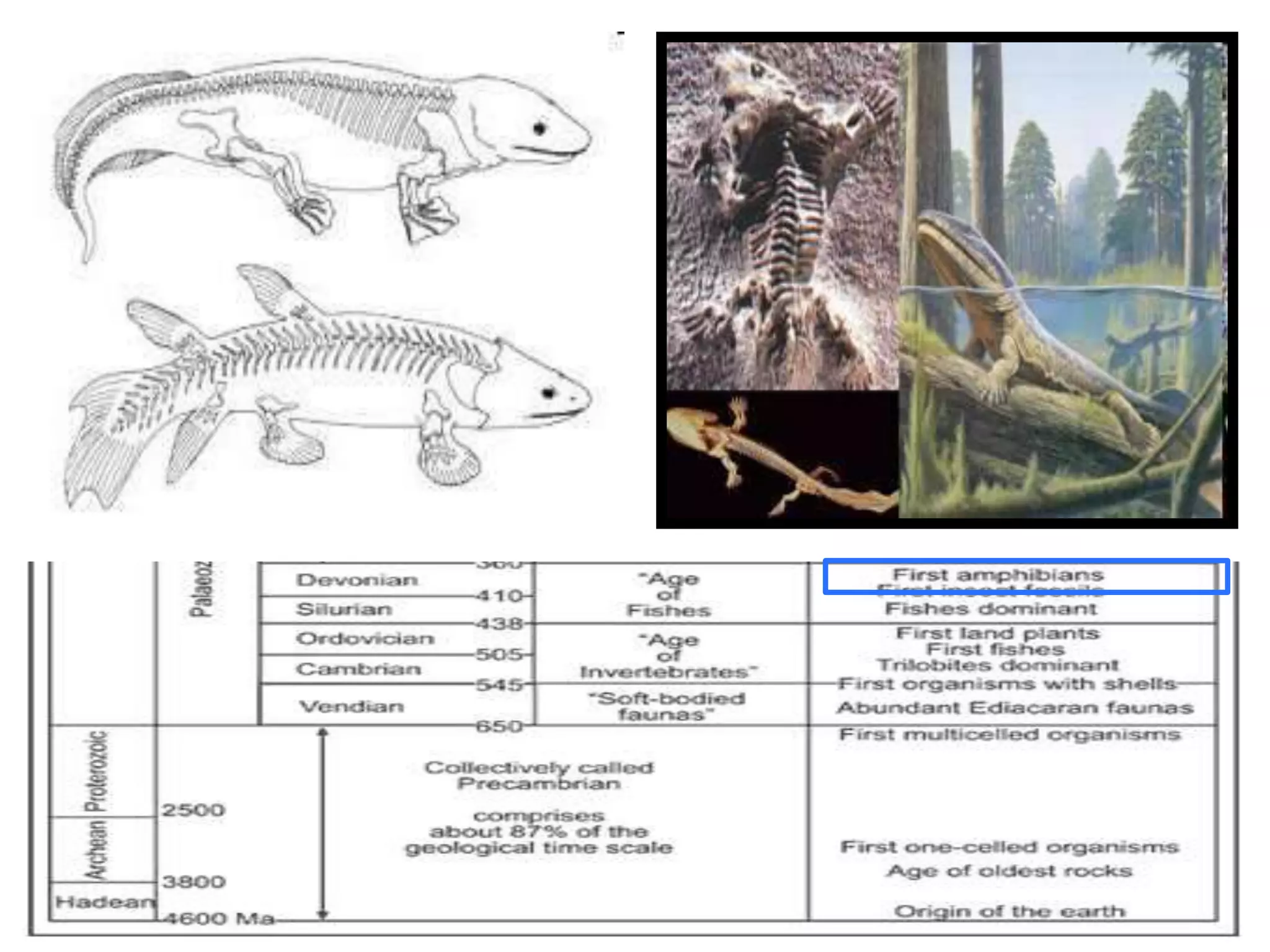 Paleozoic Era, Earth Science Lesson PowerPoint, Geologic Events | PPTX