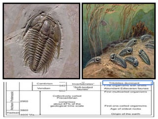 Paleozoic Era, Earth Science Lesson PowerPoint, Geologic Events | PPTX