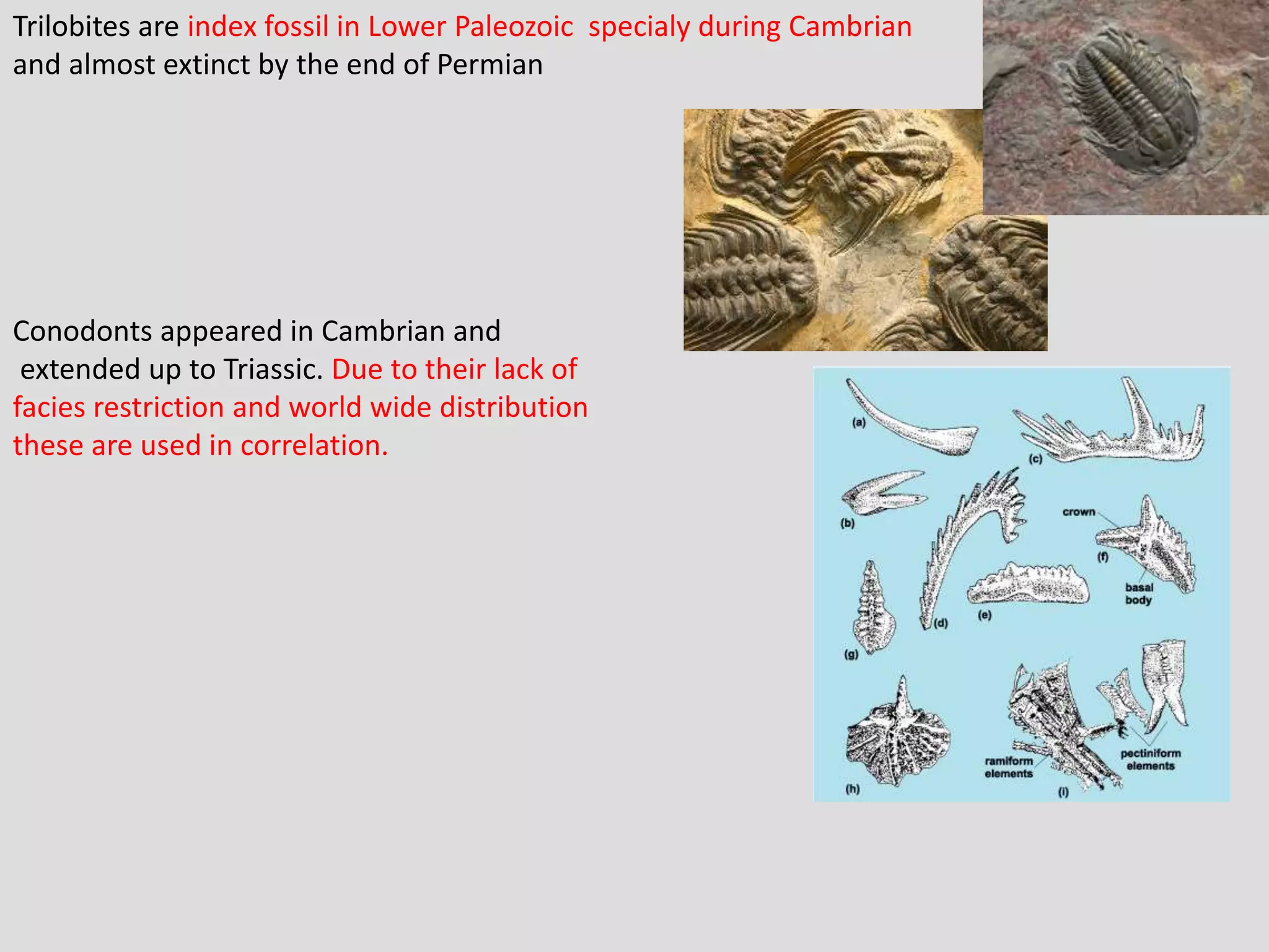 Paleozoic stratigraphy | PPT