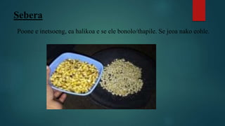 Mefuta ea lijo tsa Basotho | PPTX