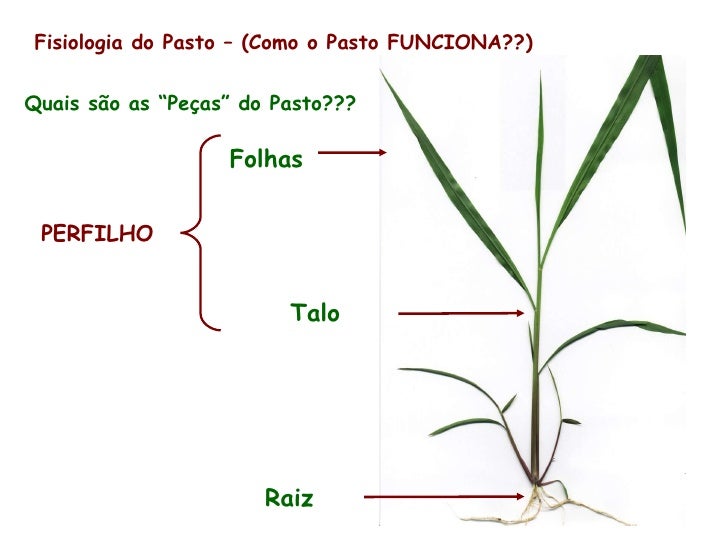 Palestra manejo de pastagens TecnoPasto