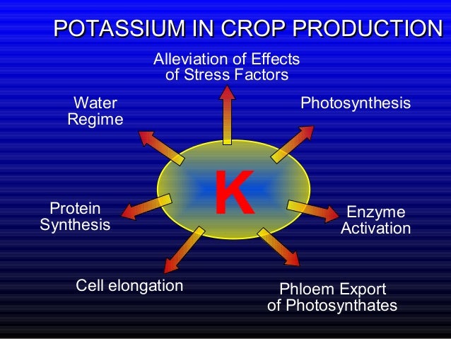 POTASSIUM IN PLANT GROWTH AND YIELD