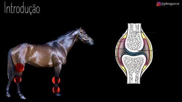 Anatomia do membro distal do equino aplicada ao diagnóstico de ...