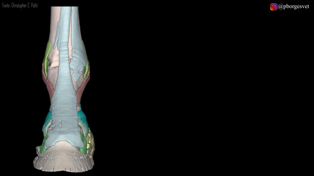 Anatomia do membro distal do equino aplicada ao diagnóstico de ...