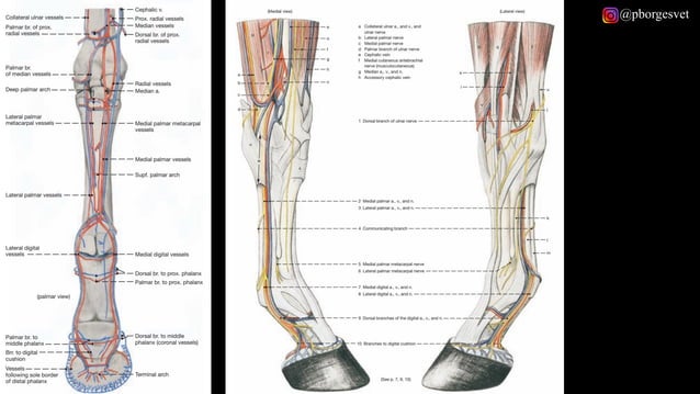Anatomia do membro distal do equino aplicada ao diagnóstico de ...